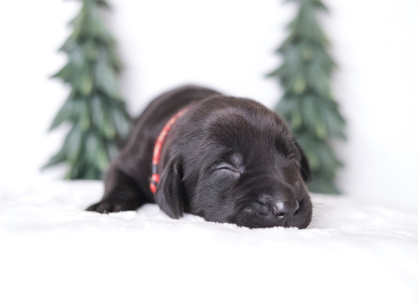 Puppy Application